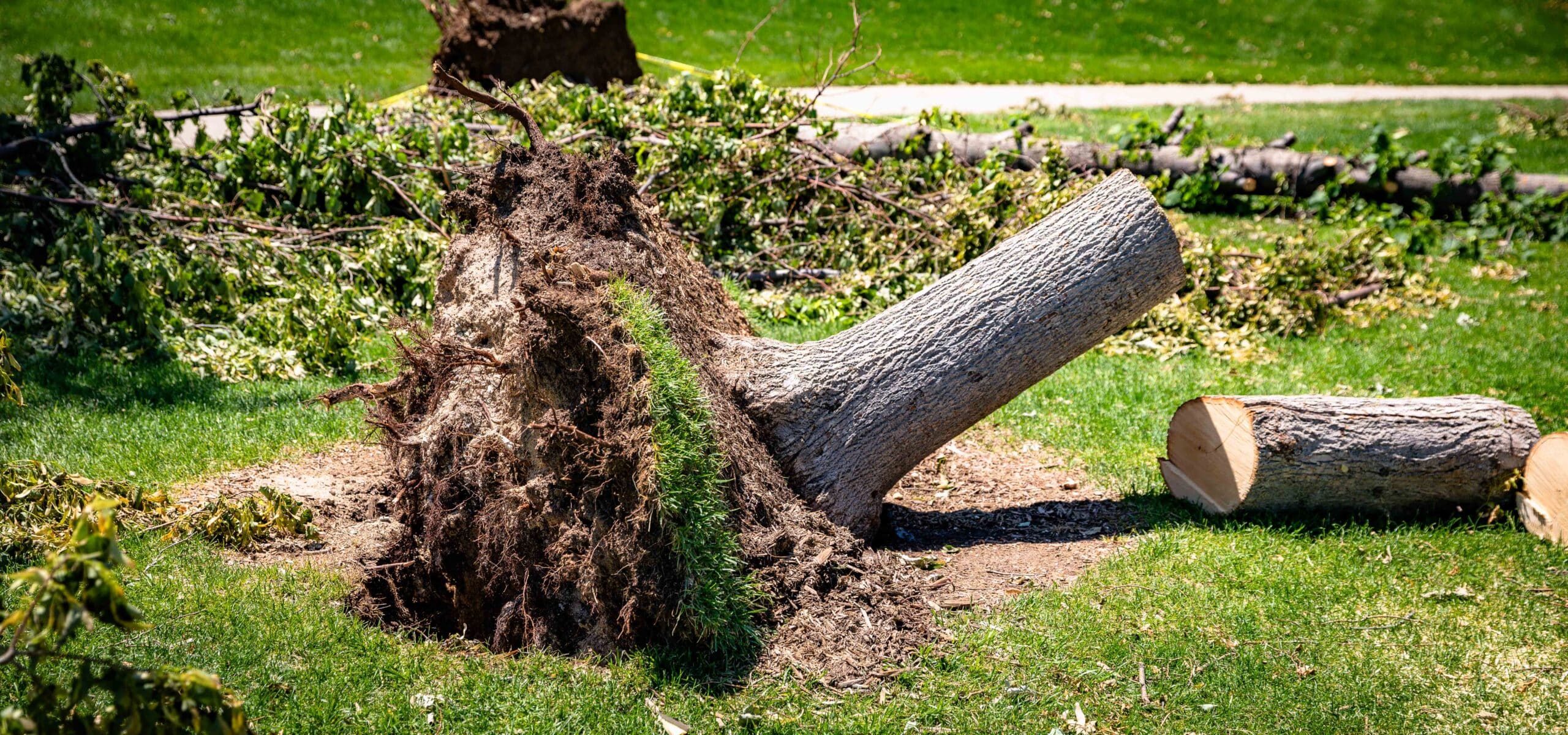 New site added for tree debris drop-off in Douglas County - Douglas County
