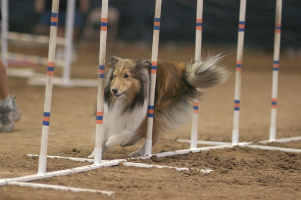 Indoor Arena - Douglas County